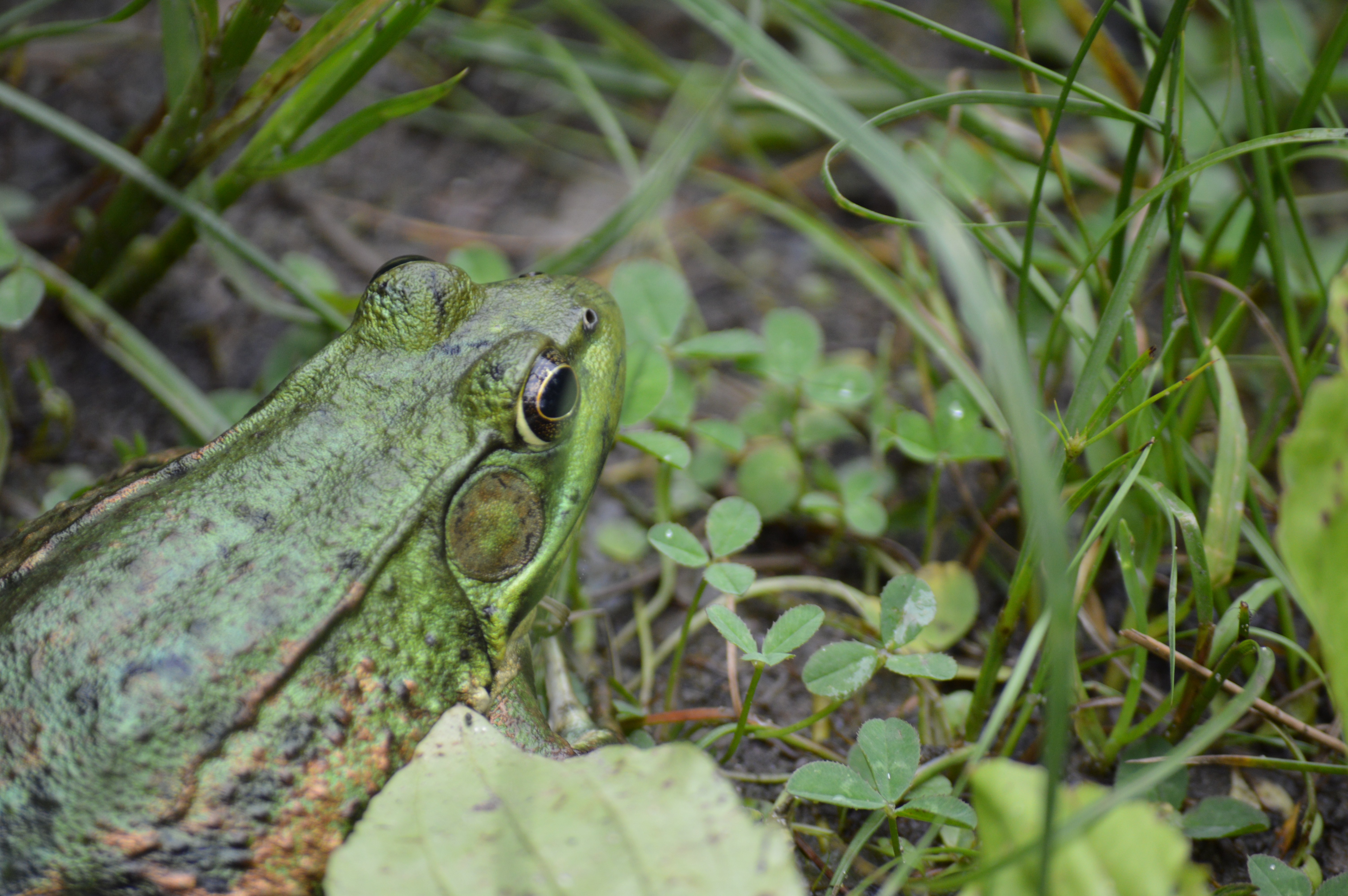 Families in Nature: Frogs & Pollywogs