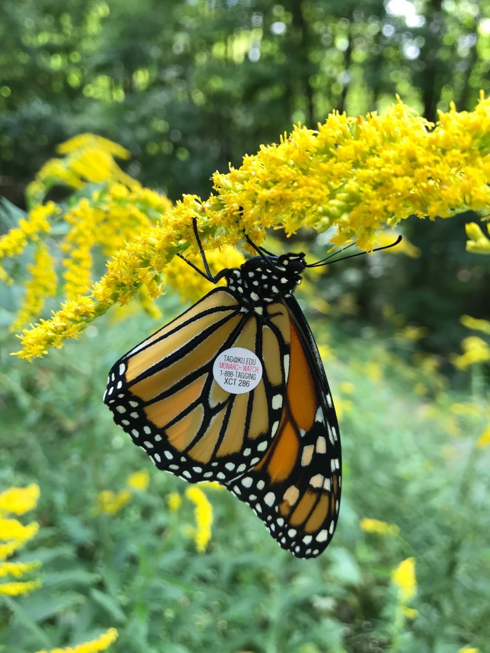 Monarch Tagging
