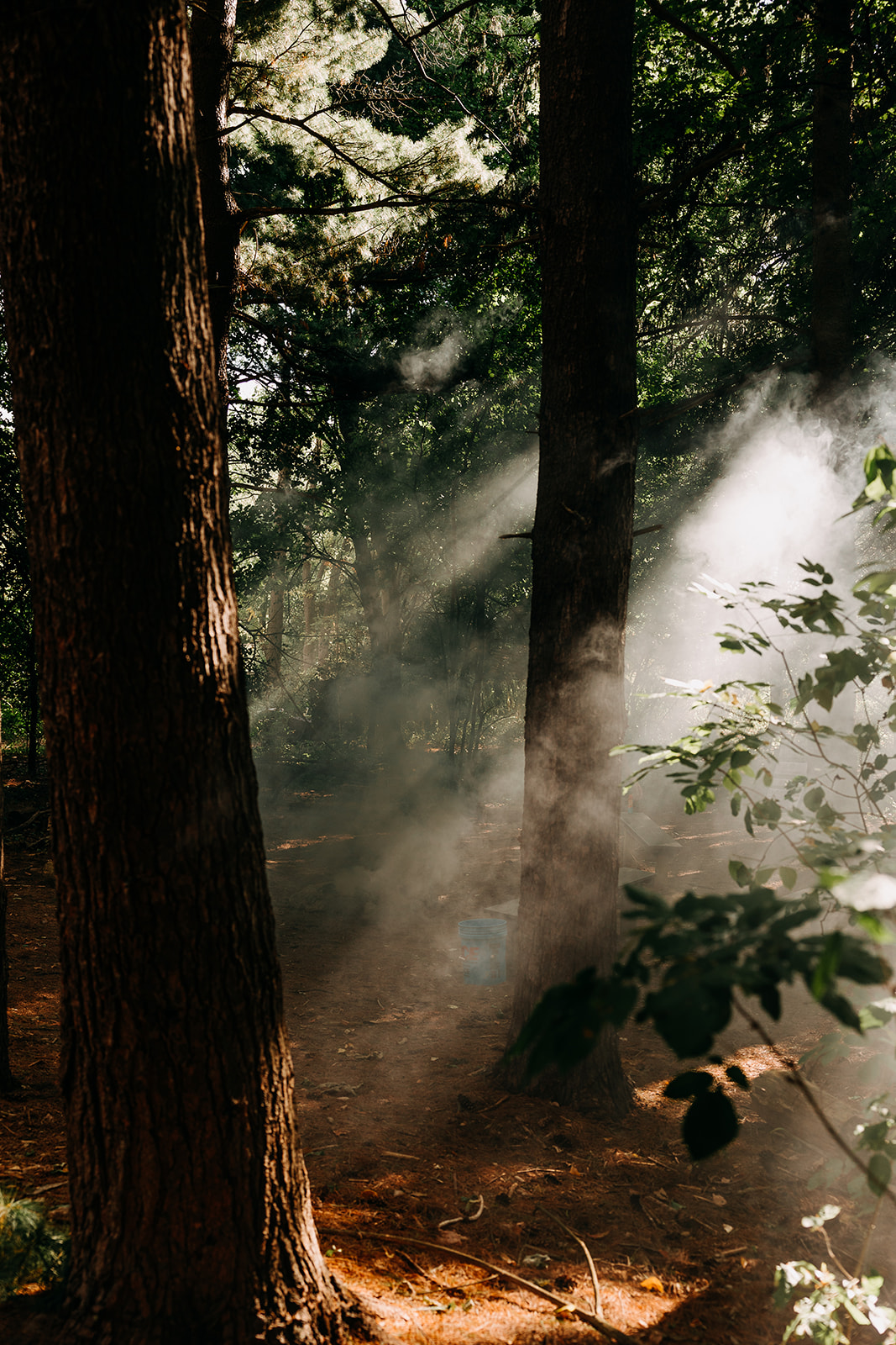 Image description: sun rays through the trees at Johnson Nature Center.